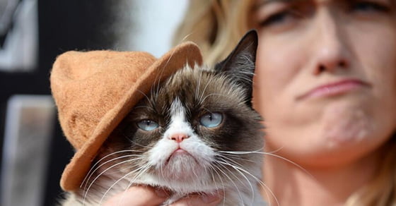 Grumpy Cat Stole Pharrell's Hat And Wins Best Dressed At MTV Movie ...