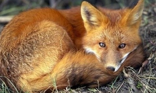 Guess the web browser - 9GAG