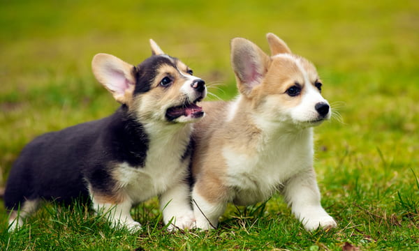 23 Incredibly Cute Facts About Animals That Make Them Even MORE ...