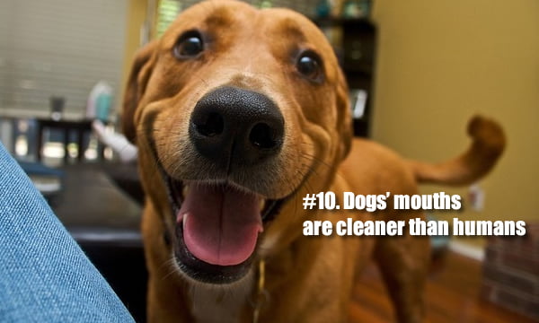 These 17 Totally False Animal Facts Get Debunked - 9GAG