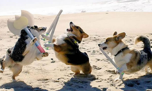 634 Corgis Hit The Beach, Wave Of Cuteness Crashes Over Us - 9GAG