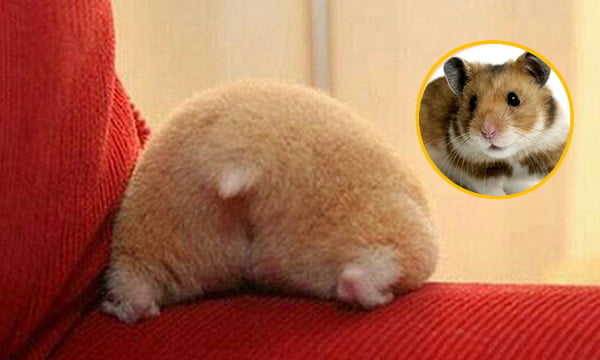 BEHOLD! Here's The World's Greatest Collection Of Hamster Butts. - 9GAG