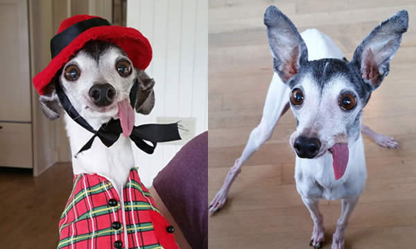 Zappa The New Derpy Dog Will Capture Your Heart With Her Floppy Tongue ...