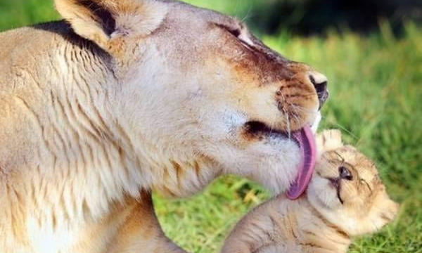 The Joy Of Motherhood In The Animal Kingdom. Happy Mother's Day! - 9GAG