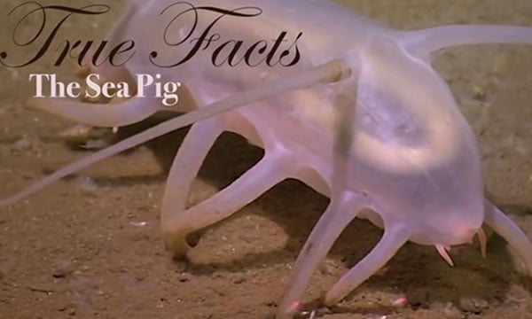True facts about the sea pig - 9GAG