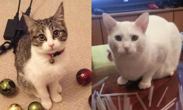 13 Hoarder Cats Who Need To Admit They Have A Problem - 9GAG