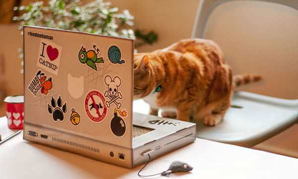 A Laptop For Your Cat So It Won't Destroy Yours Or Your Work - 9GAG