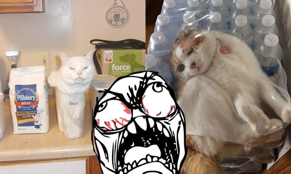 29 Cats Who Immediately Regretted Their Poor Life Choices﻿ - 9GAG