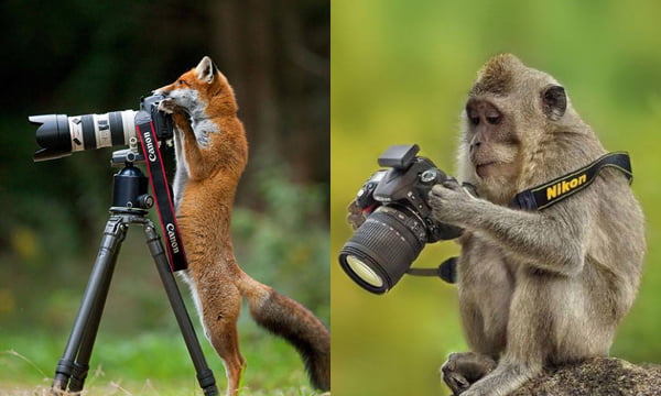 Animals Who Are Interested In Photography - 9GAG