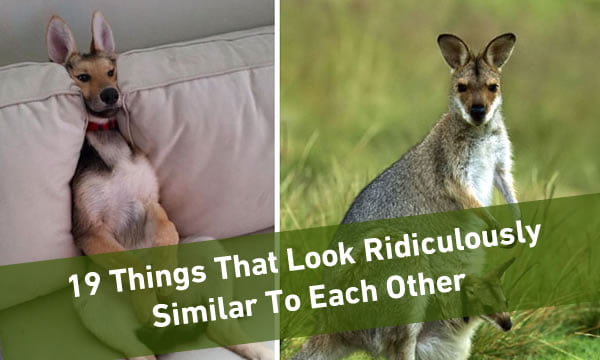 19 Things That Look Hilariously Similar To Each Other - 9GAG