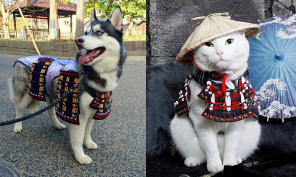 A Japanese shop has created handsome suits of samurai armor for both ...