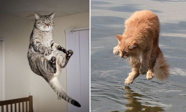 19 Hover Cats Show You They're Preparing To Dominate The World By ...