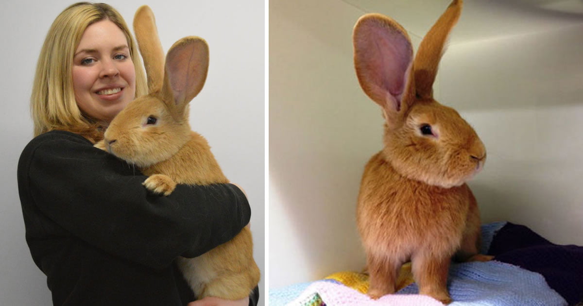This Dog-Sized Rescue Rabbit Is Looking For A Home - 9GAG