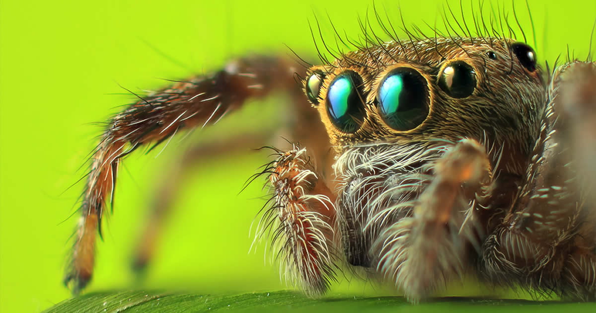 Cute nope, jumping spider - 9GAG