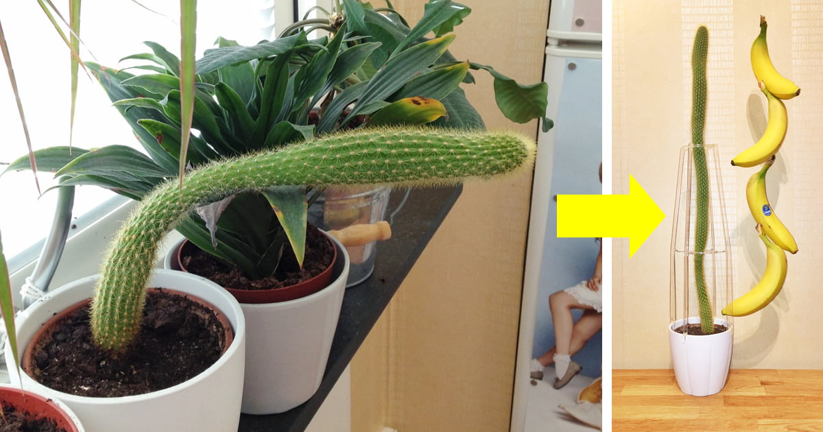 This tall and skinny cactus - 9GAG