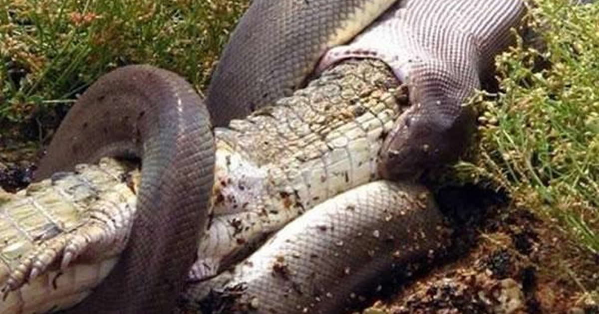 An Australian woman kayaking in Queensland came across a massive Olive ...