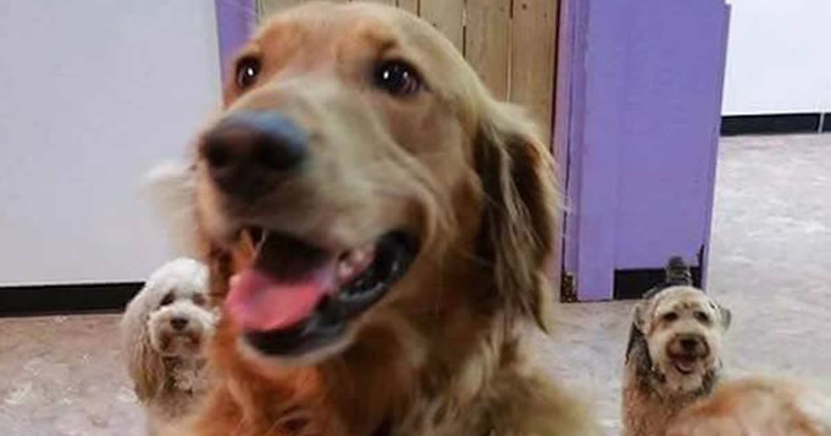 This Dog Escapes From Home And Checks Himself Into His Favourite Doggy ...