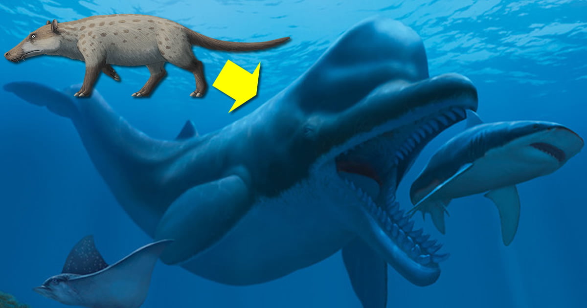 Whalevolution: A Brief History of Whale Evolution - 9GAG