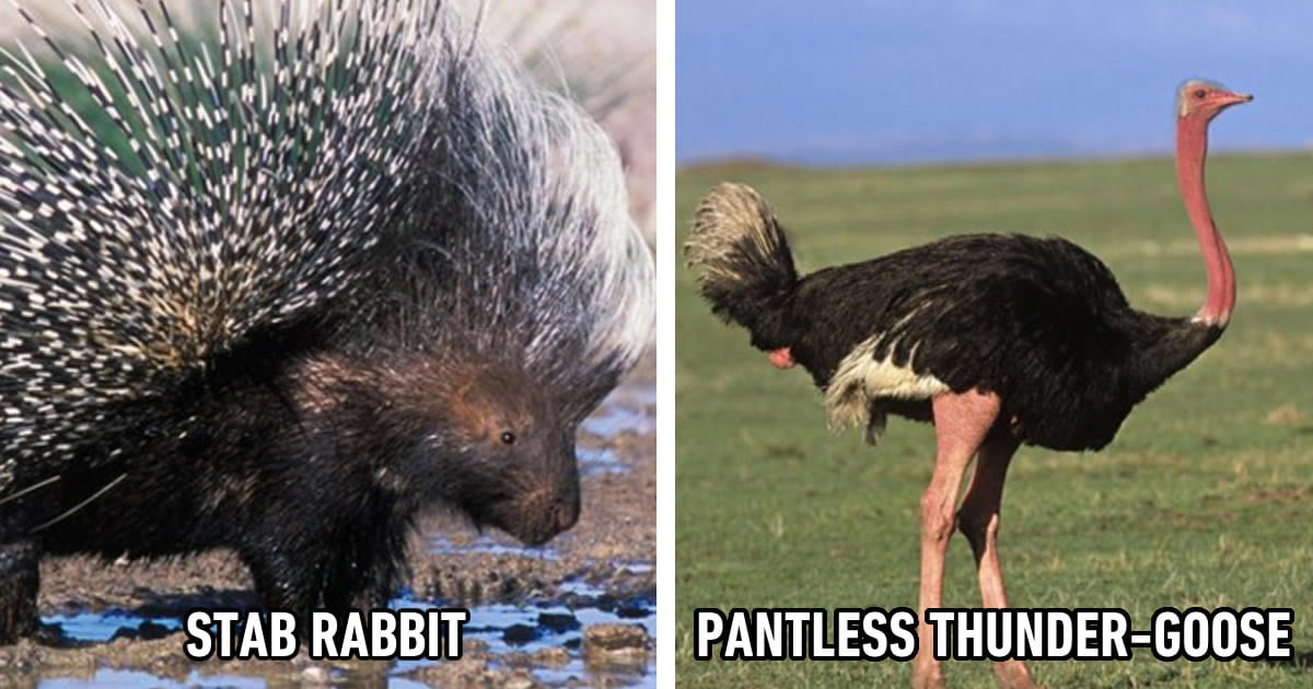 When the Internet name animals... - 9GAG