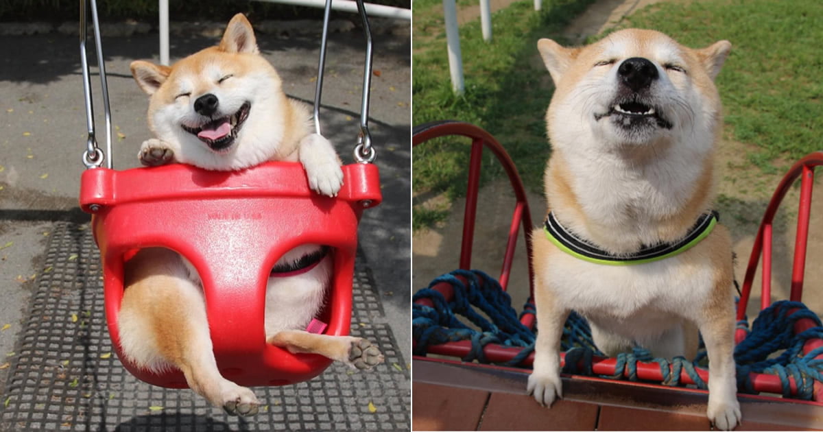 Smiley Doge Chilling On Playground Equipment Is The Purest Thing You'll ...