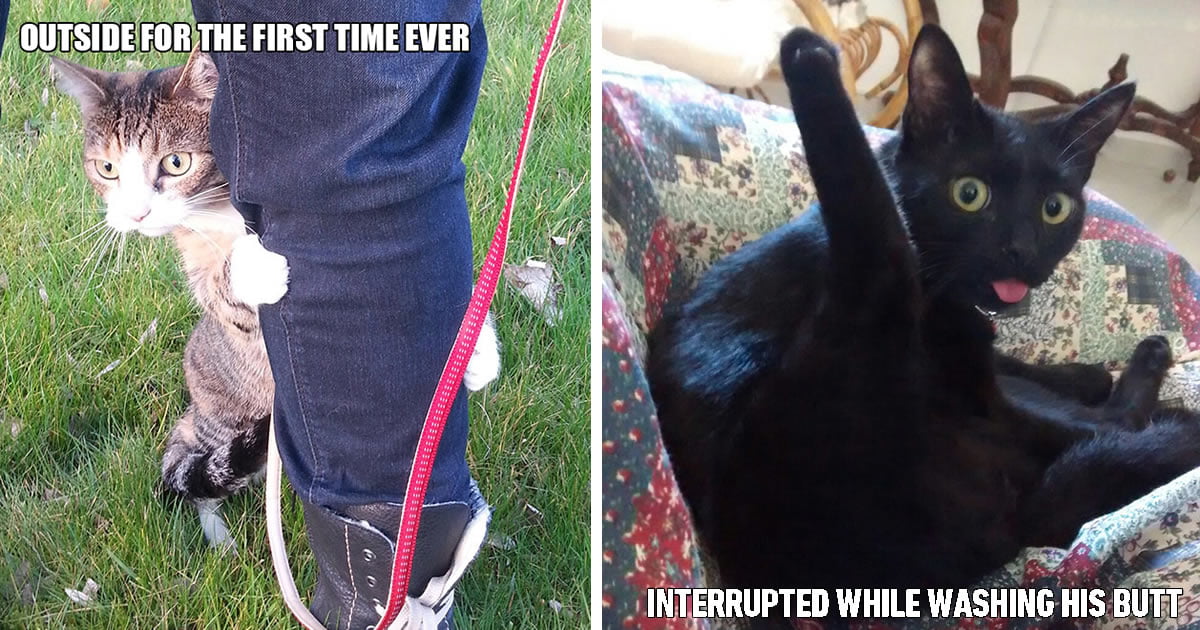 Hilariously Startled Cats - 9GAG