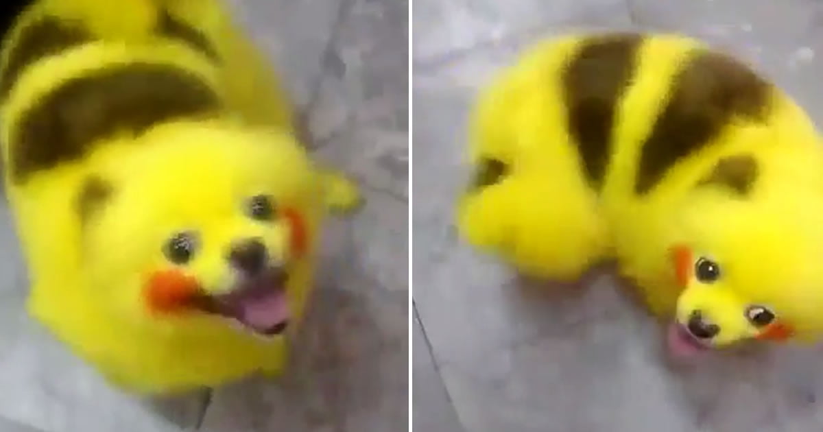 Someone has dyed their dog to look like Pikachu. WTF is wrong with them ...