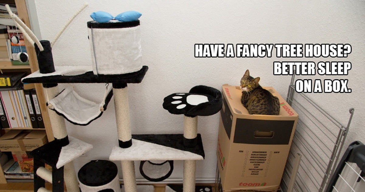 20 Funny Examples of Cat Logic - 9GAG