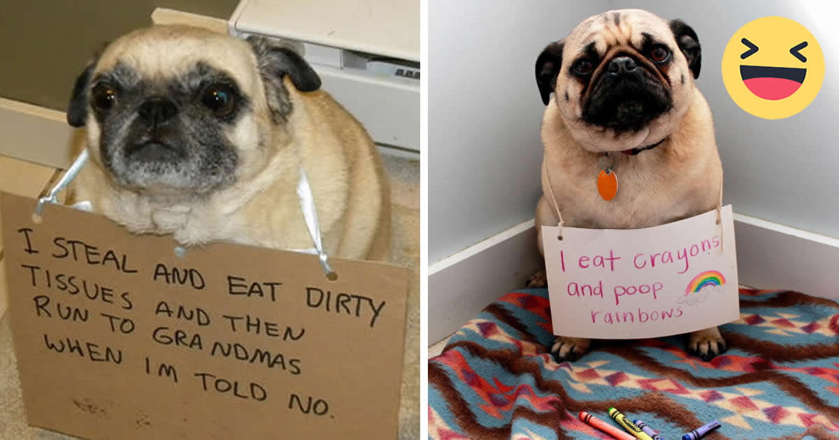 Hilariously Misbehaved Pugs - 9GAG