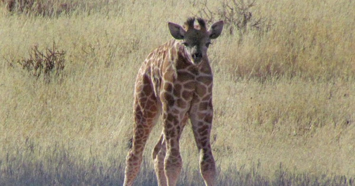 A safari photograph shows a giraffe with no NECK - 9GAG