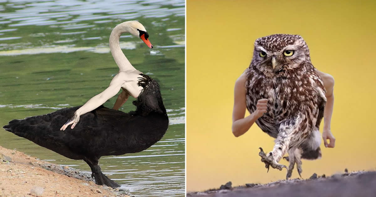 26 Pic Of Birds With Human Arms That Are Getting Out Of Hand - 9GAG