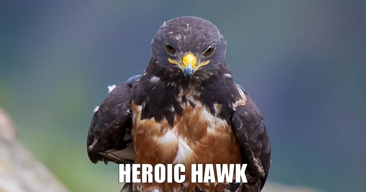 This was trending with the suggestion to make it a Meme. Here is my ...