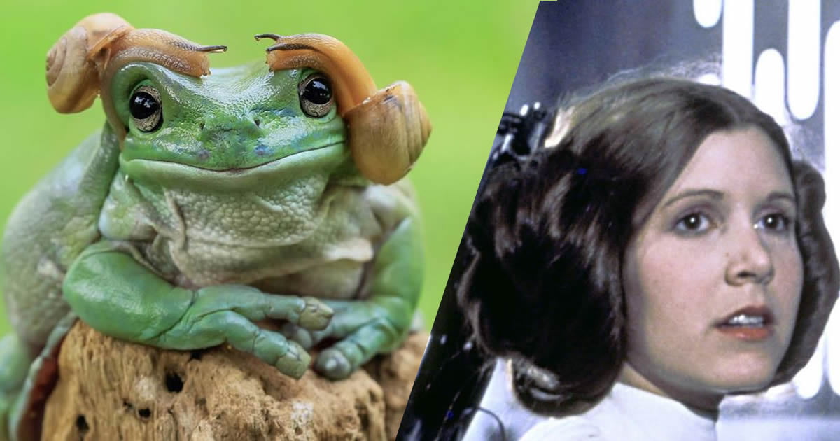 The Force is strong with this one as frog bears striking resemblance to ...