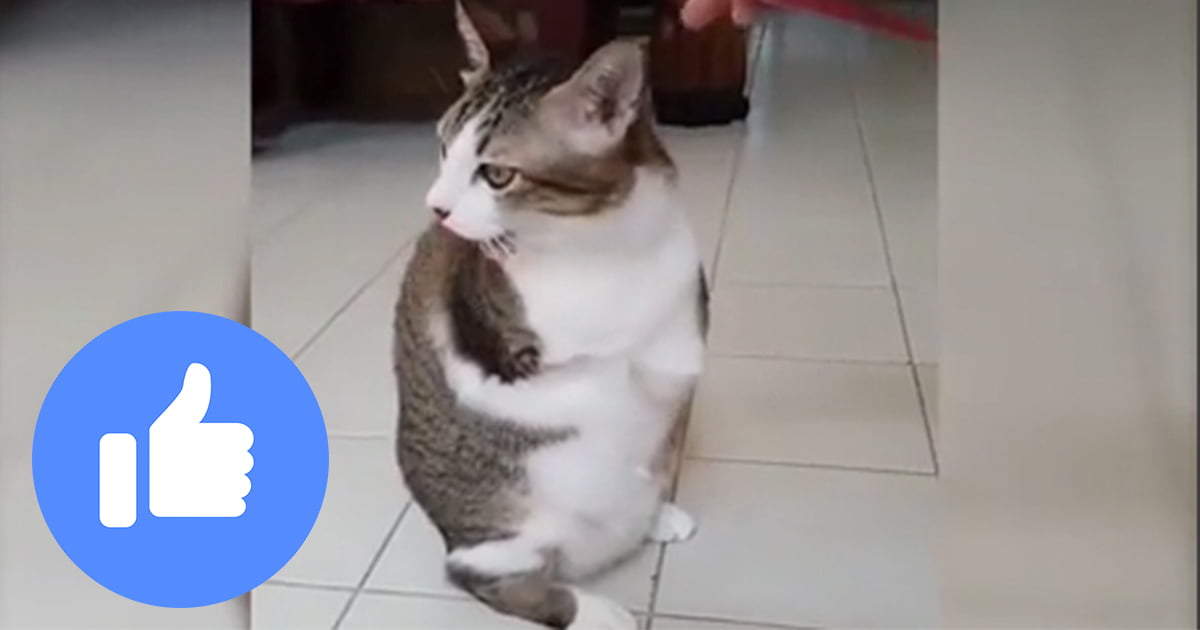 This Cat is truly amazing! Keep going! - 9GAG