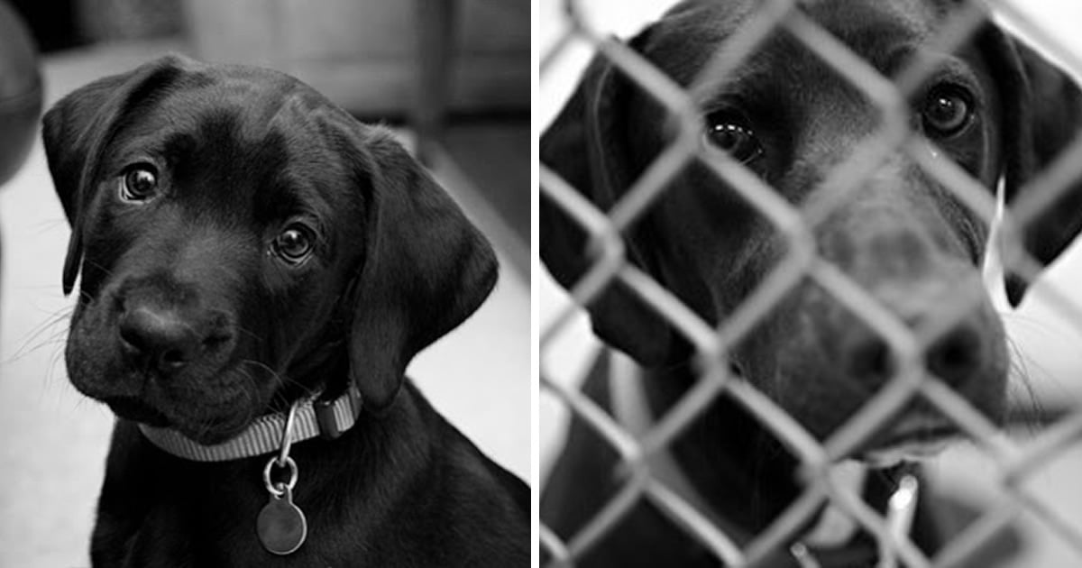 Keep This In Mind Before You Get A Loved One Or Child A Pet As A Gift keep-this-in-mind-before-you-get-a-loved-one-or-child-a-pet-as-a-gift