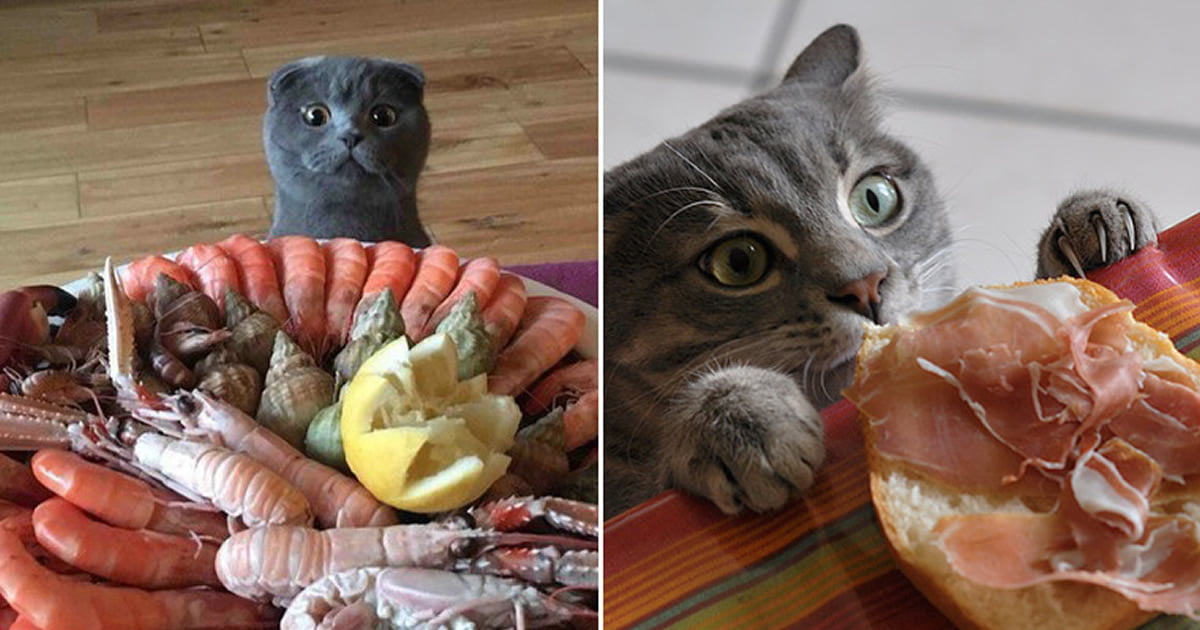 Touch Da Fishy: Aggressive Cats Hunting Your Dinner - 9GAG