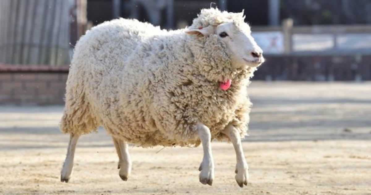 This "floating" sheep will heal your heart - 9GAG