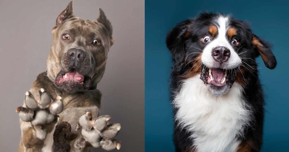 Photographer specializes in capturing doggo's unique derpy personality ...