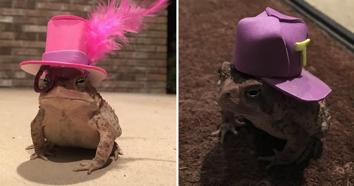 Lad Makes Tiny Hats For The Toad Who Visits His Porch Every Day - 9GAG