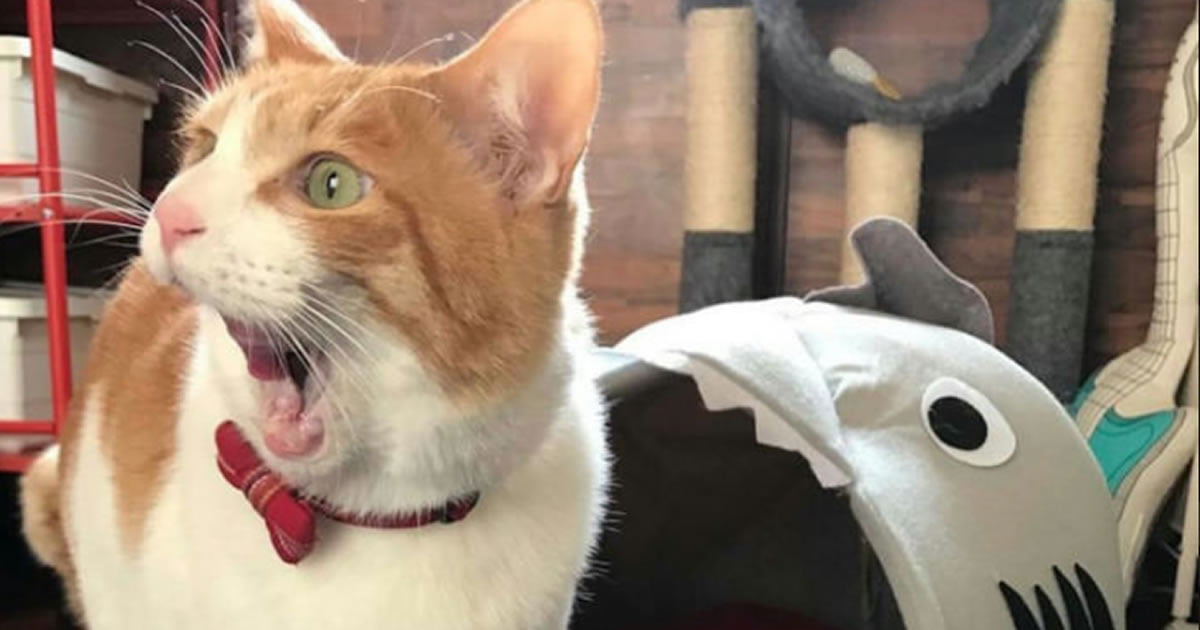 What do you mean there's something behind me, hooman - 9GAG