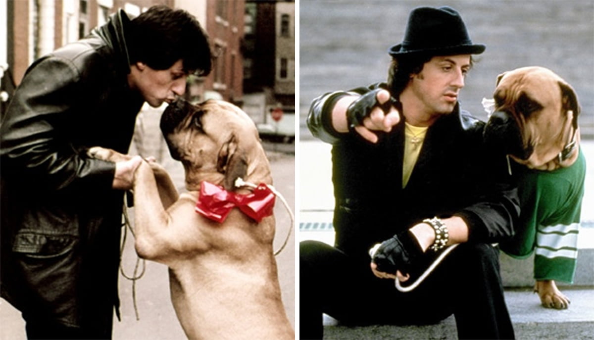 Sylvester Stallone shares a beautiful tribute to his dog, Butkus - 9GAG
