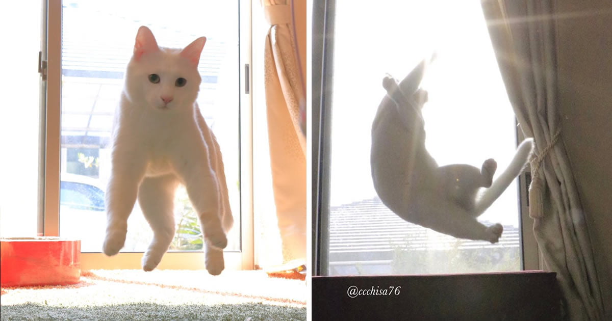 Cat is evolving !! Look at this anti-gravity cat - 9GAG