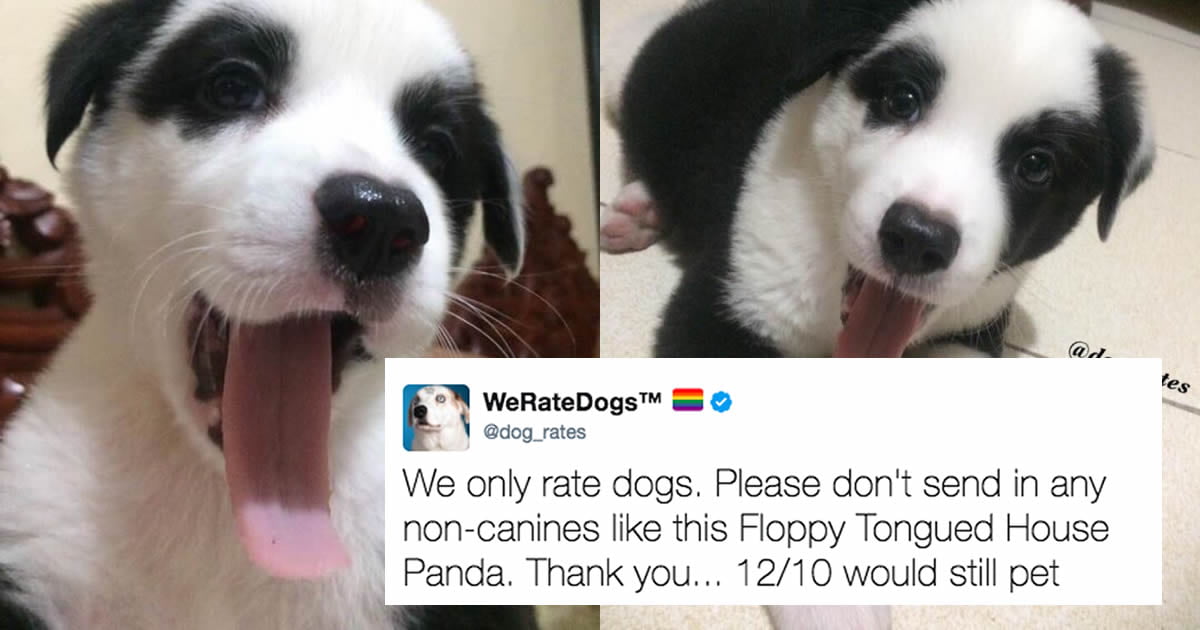 19 Times people failed to send dog pics to ‘We Rate Dogs’ - 9GAG