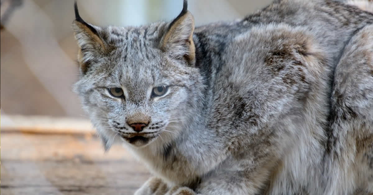 In case u never heard a lynx meowing - 9GAG
