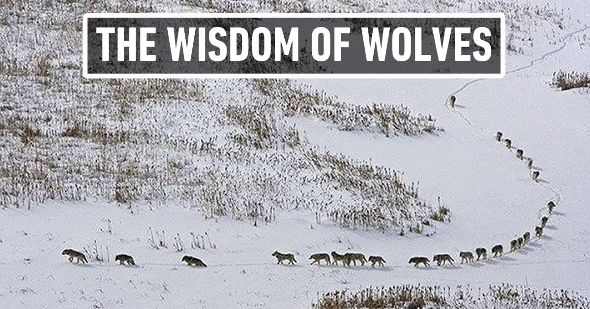 When wolves have better leaders than us - 9GAG