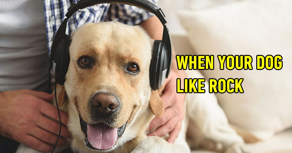 Rocking dog - 9GAG