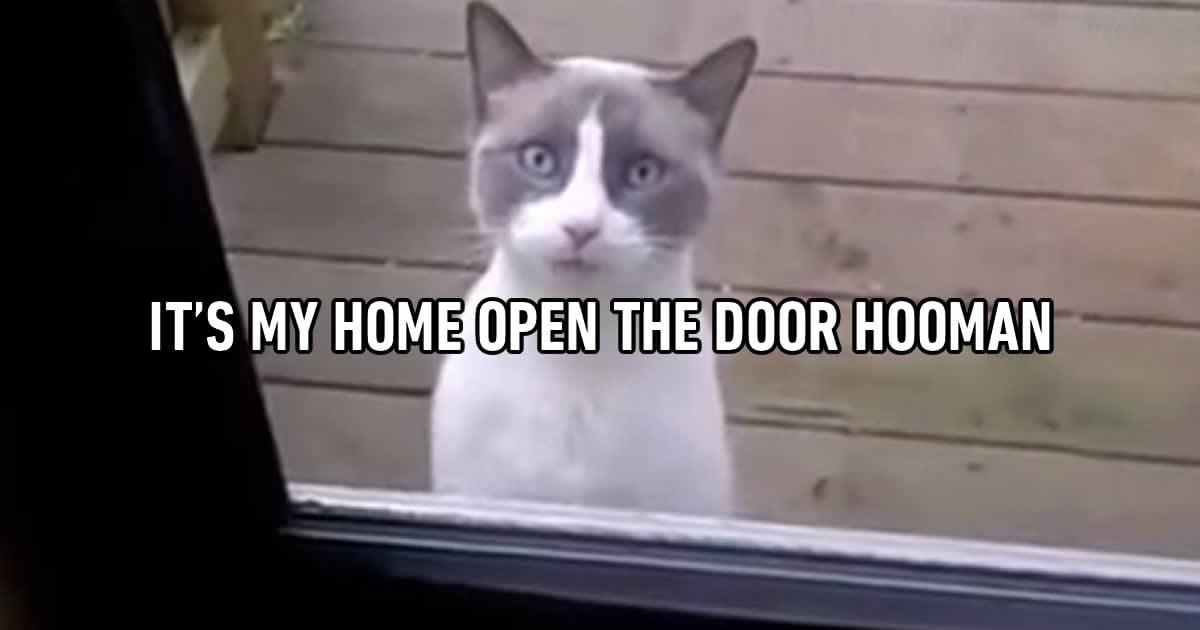 French speaking cat! - 9GAG