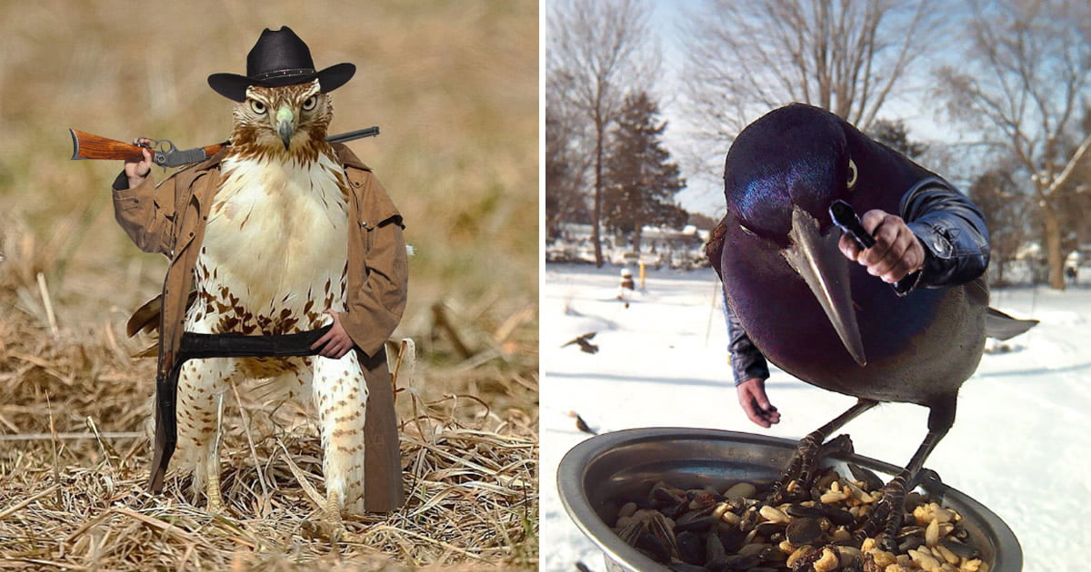 Human-Bird Hybrids - 9GAG