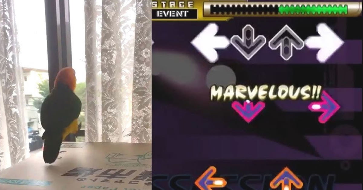 Bird bird revolution - 9GAG