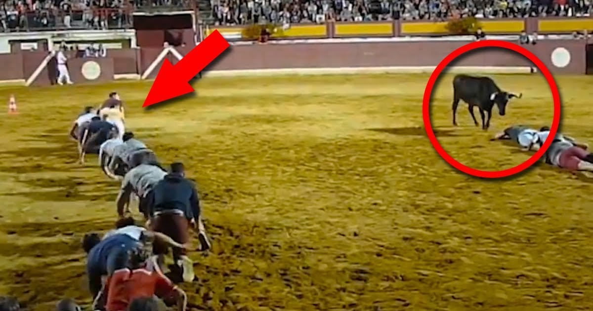 This is the first time I laughed at a bull... fighting?! - 9GAG