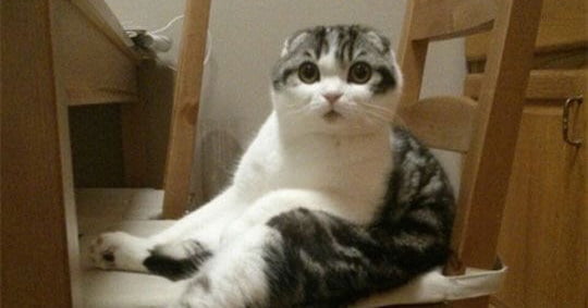 Little Fluffball - 9GAG